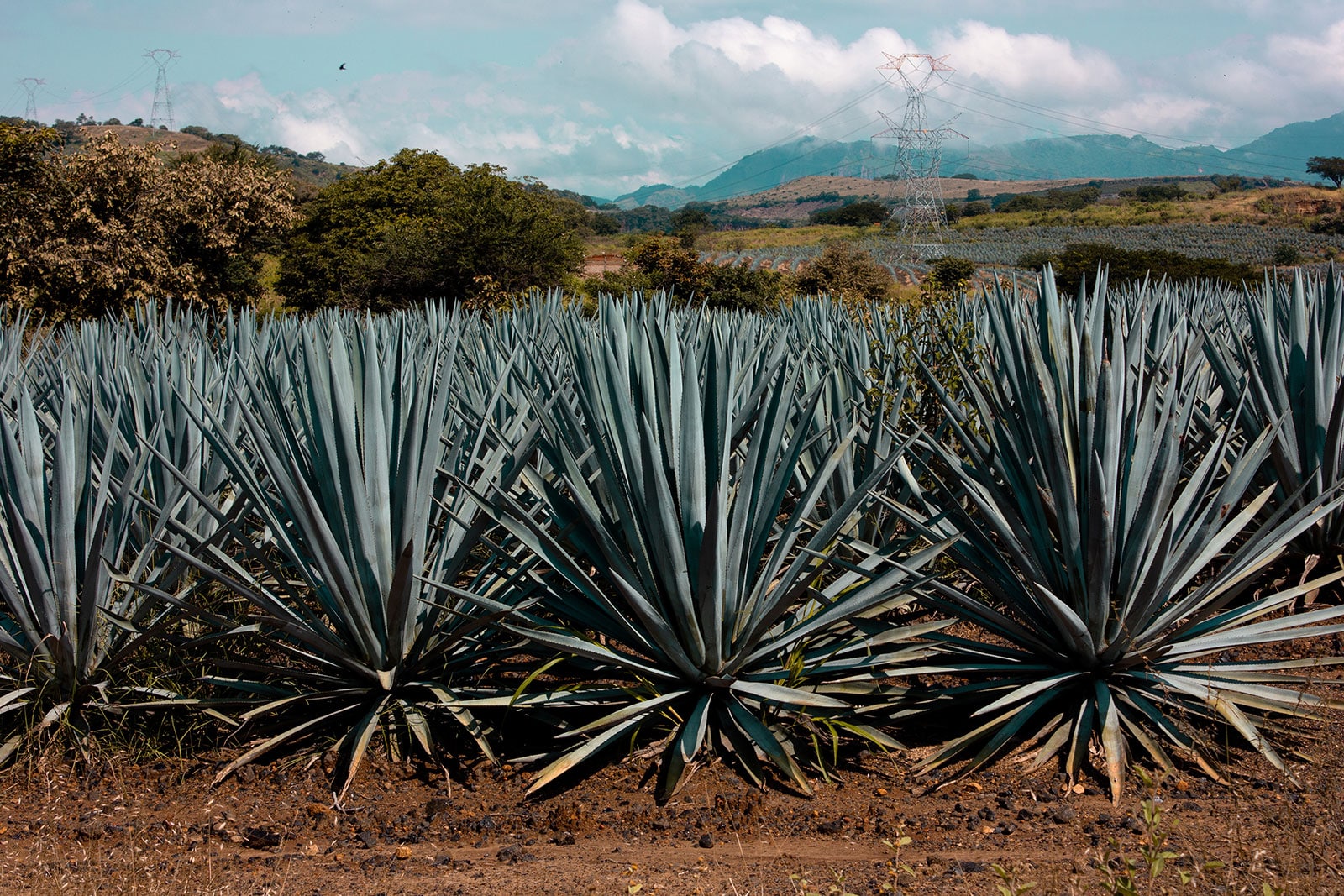Premium Tequila online kaufen | Tequileria